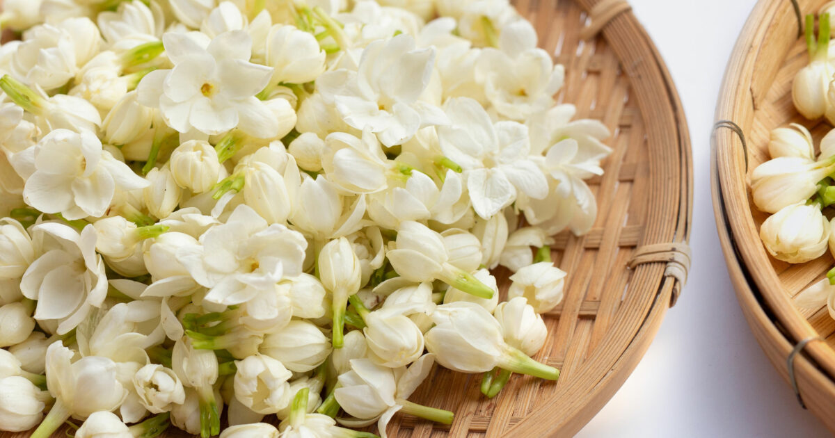 The Spiritual and Magical Properties of Jasmine