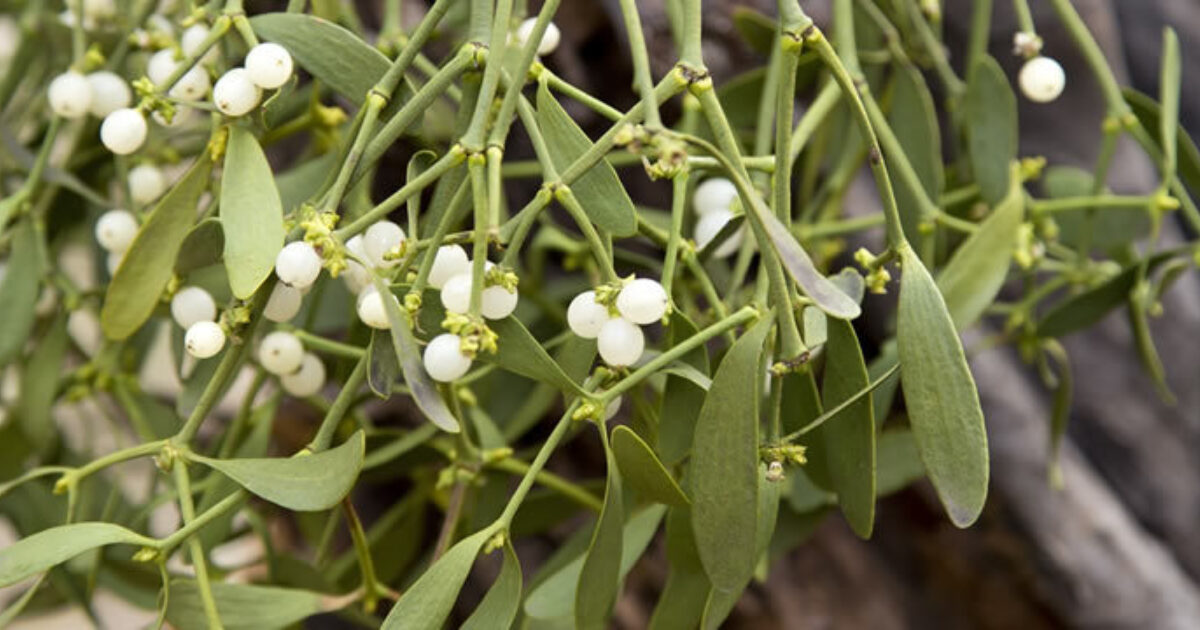 Using Mistletoe for Love and Protection
