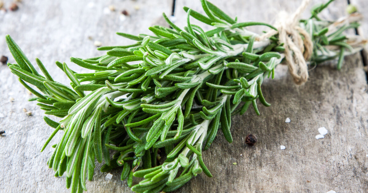 The Spiritual Meaning and Magical Properties of Rosemary