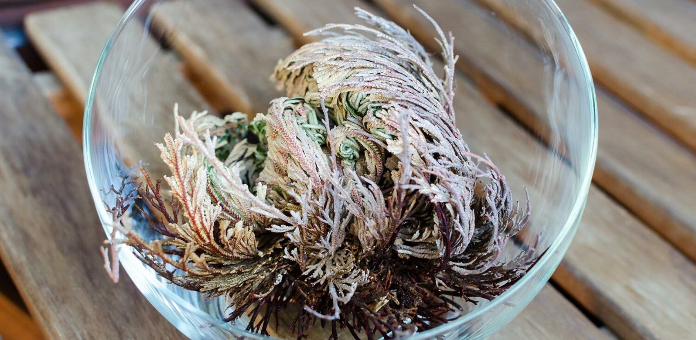 The Spiritual Uses of Rose of Jericho: The Resurrection Plant