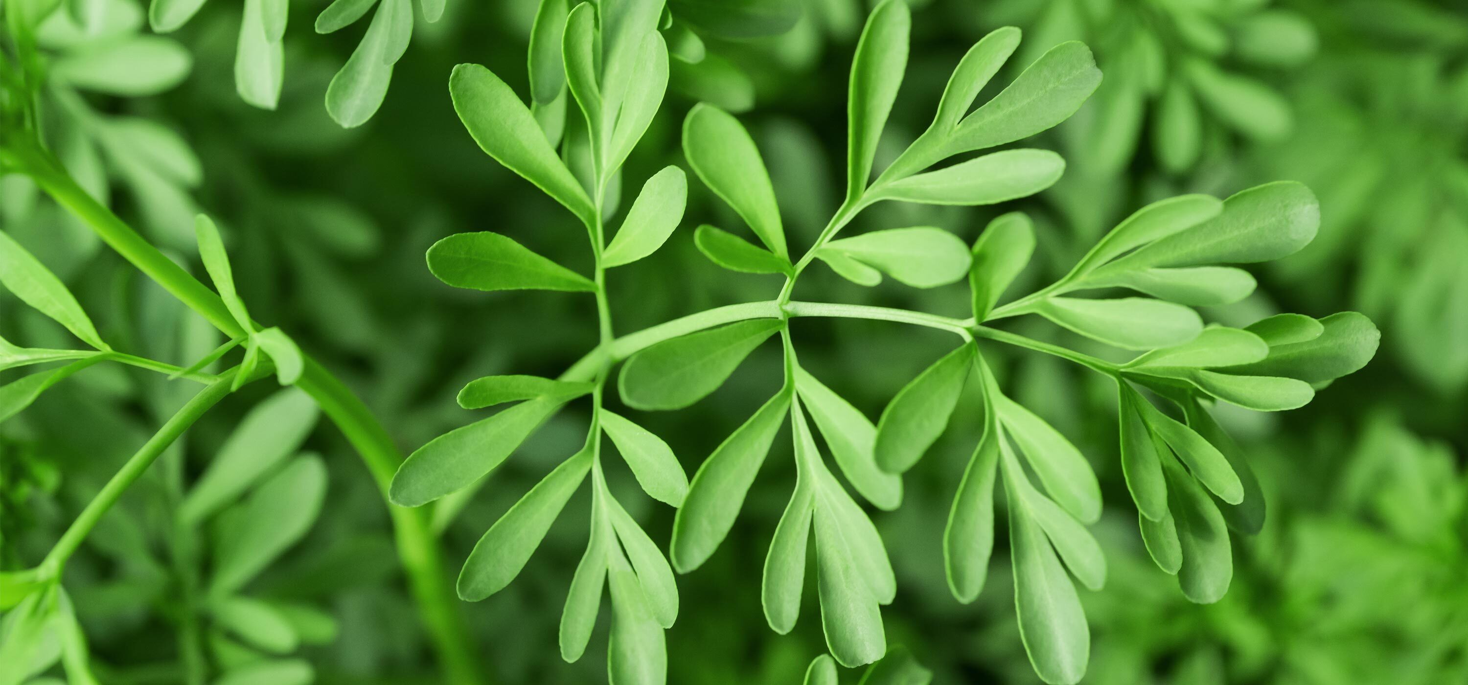 The Magical Uses of the Rue Plant | Protection, Luck, Money