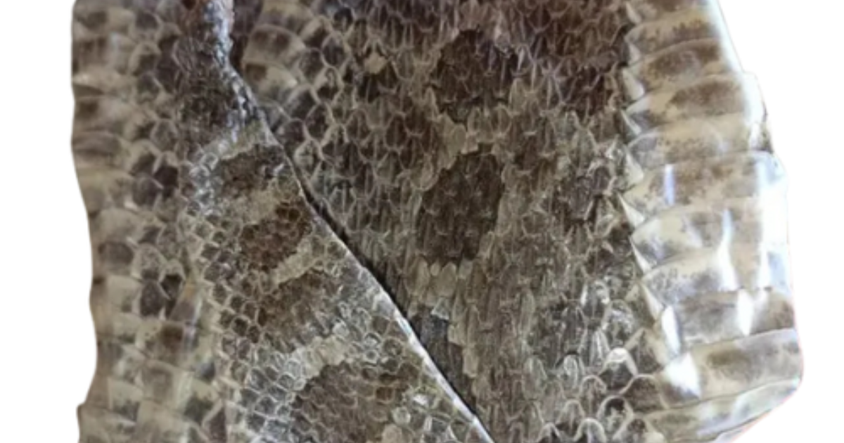 snake skin description