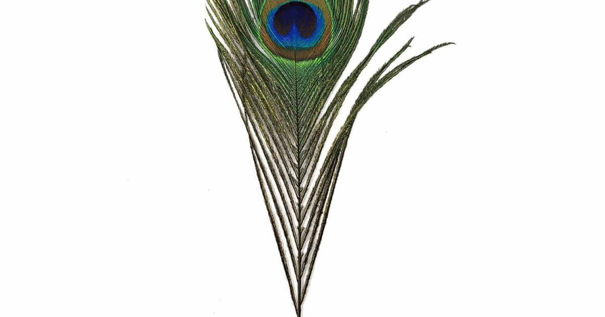 peacock feather function