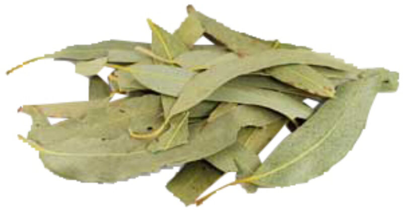 bay leaf eucalyptus