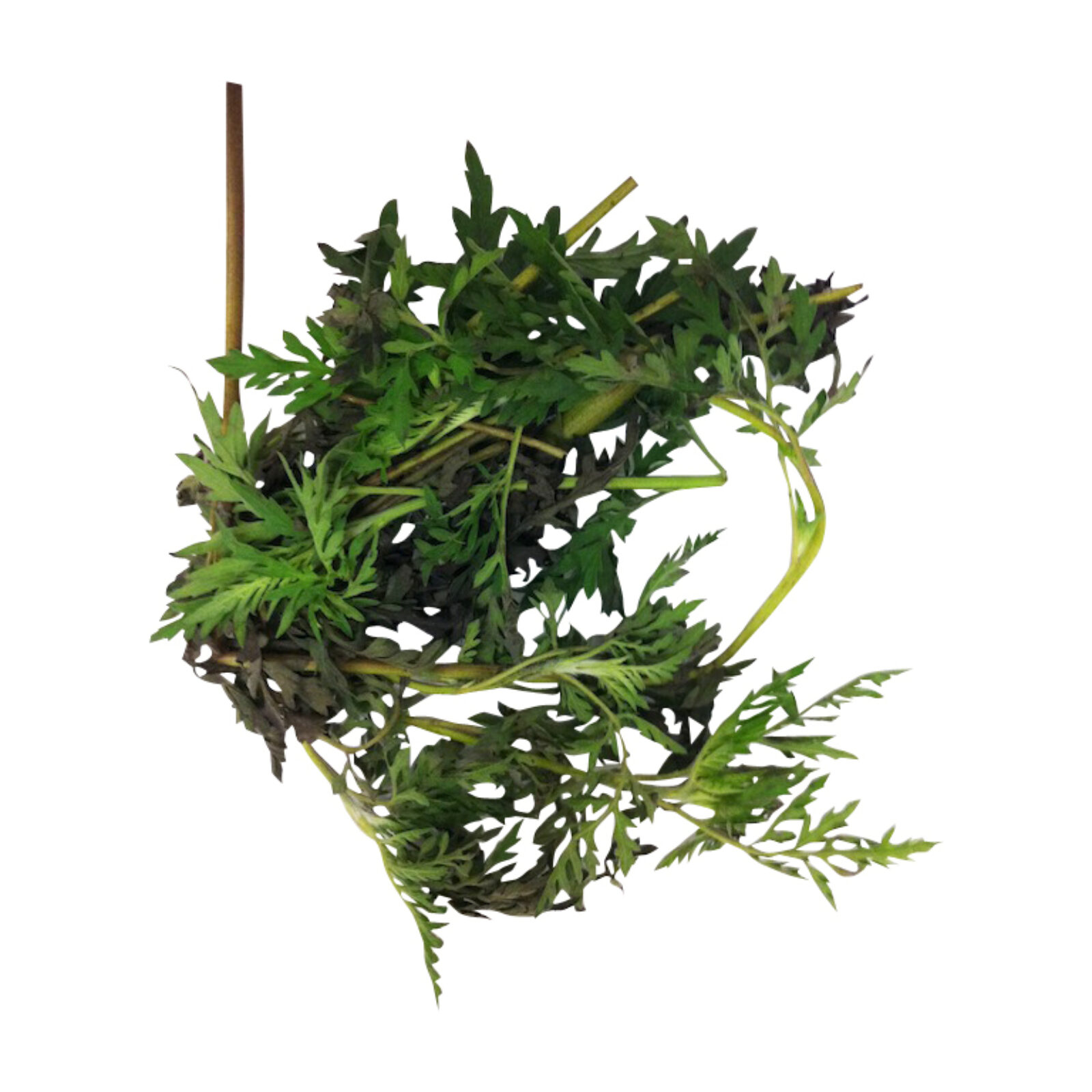 Fresh Mugwort (Altamisa) | Spiritual Baths, Cleansing Herb, Ancestral…
