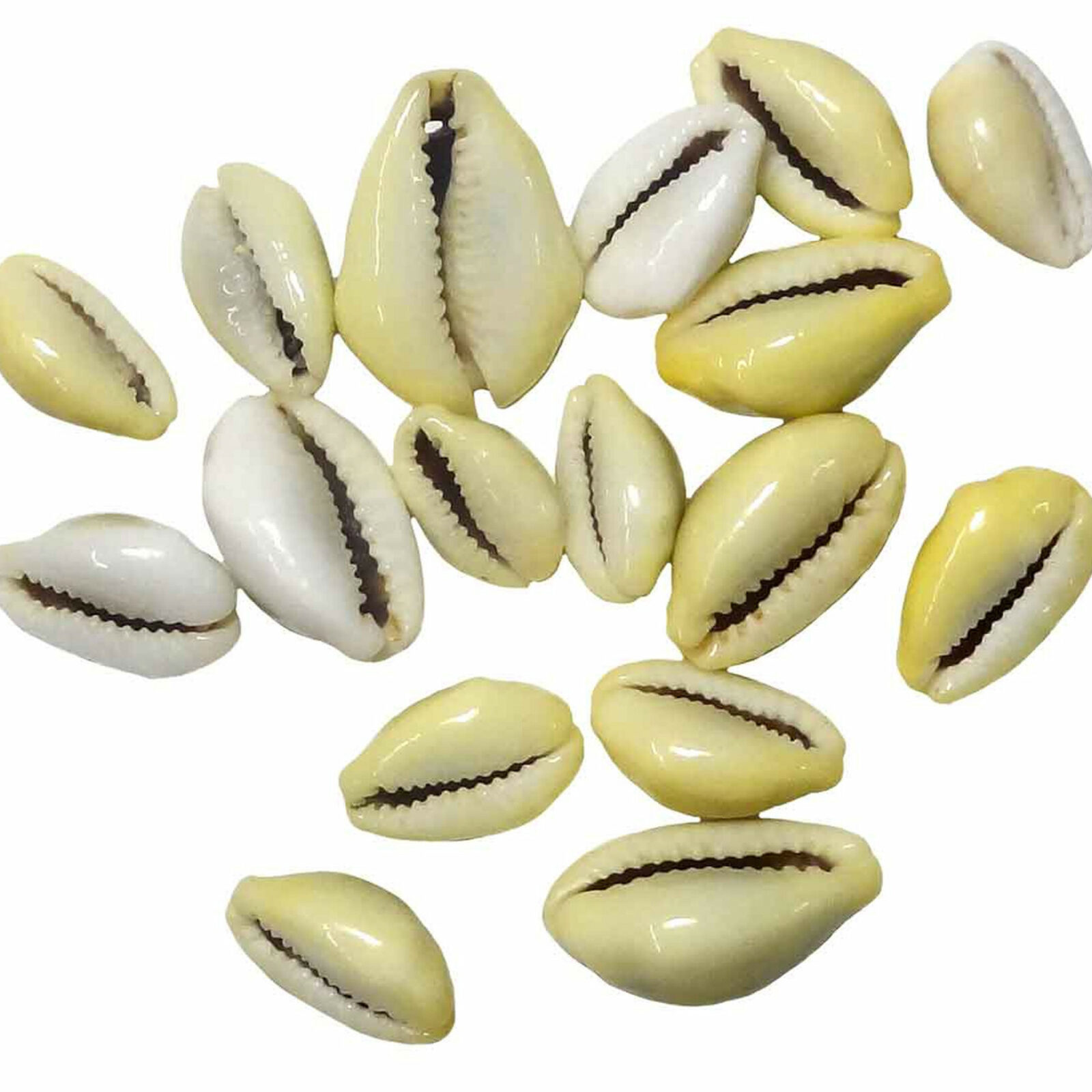 Cowrie Shells for Divination & Protection
